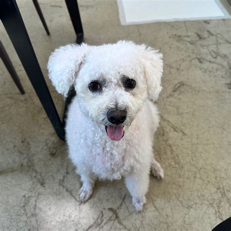 비숑믹스 뚱이 강아지책임분양♥ 아이조아 유기방지입양 파양 강아지보호소 고양이보호소 무료분양센터