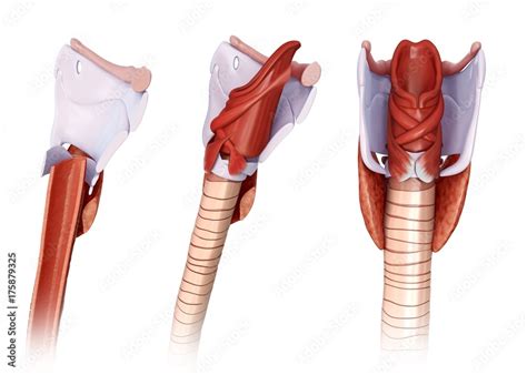 Thyroid Cartilage Anatomy