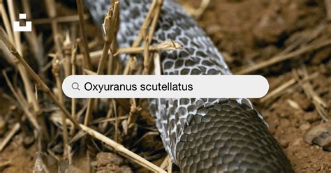 Oxyuranus Scutellatus Photos Télécharger Des Images Gratuites Sur Unsplash