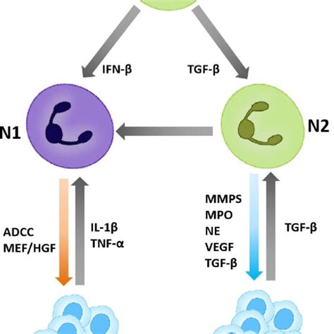 Dendritic Cells In The Tumor Microenvironment Interactions Between Download Scientific Diagram