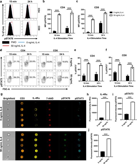 Il 4 Stimulation Promotes Phosphorylation Of Both Stat6 And Stat3 On T