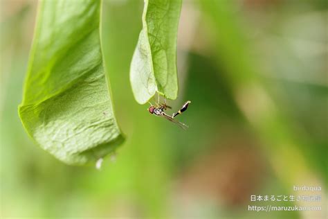 マダラコシボソハナアブ 日本まるごと生き物図鑑