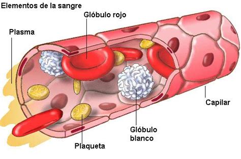 Genomasur