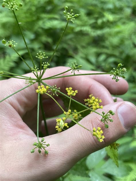 Hairyjoint Meadowparsnip Search Native Plant Hub