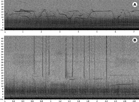 18 Example Of Spectrogram Of Whistle A And Clicks B Of Common Dolphin Download Scientific