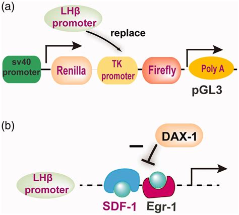 A A Luciferase Reporter Was Cloned Into A Pgl3 Basic Vector