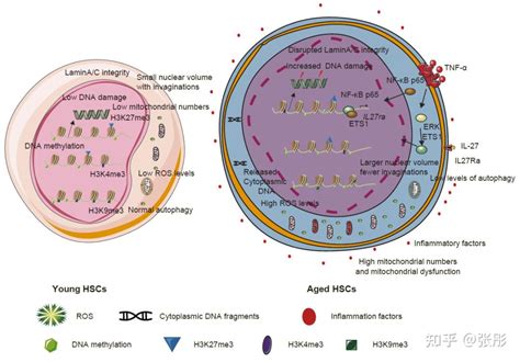 衰老全景图”｜衰老的特征、机制及干预 知乎