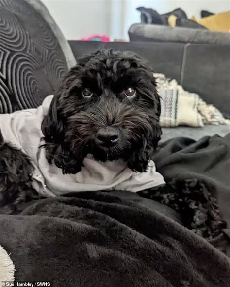 Grandmothers Beloved Cockapoo Loses Leg After Savage Attack By Xl Bully In Kent Park