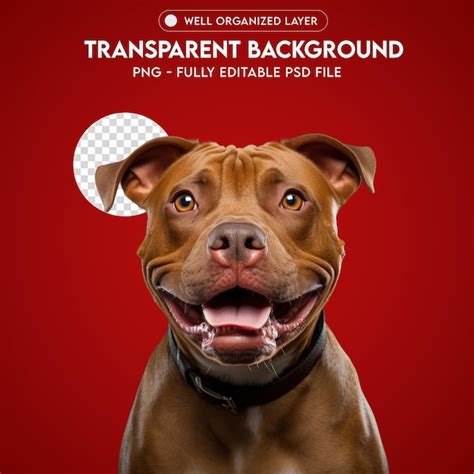 Psd Perro Pitbull Con La Boca Abierta Mirando A La Cámara Fondo Png