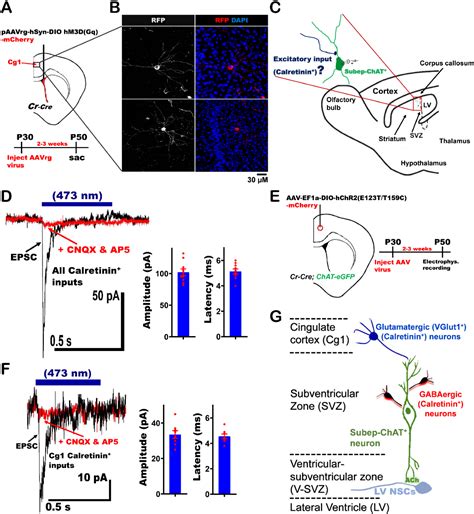 Figure 4 From Uncovering A Neural Circuit Controlling Adult Quiescent