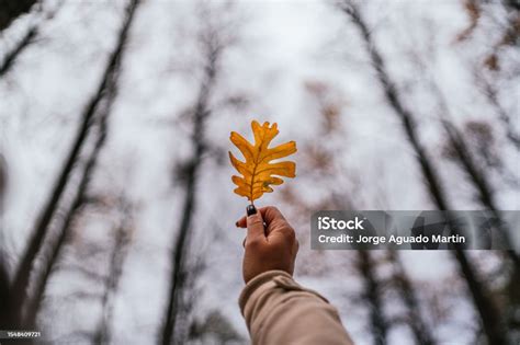 스페인 아빌라의 엘 티엠블로의 밤나무 숲에서 노란 잎사귀를 하늘로 들어 올리는 알아볼 수 없는 여성의 손의 1인칭 이미지 가을에 대한 스톡 사진 및 기타 이미지 Istock