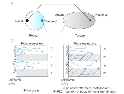 Retinotectal Axon Guidance A Axons Project From The Retina To Form A