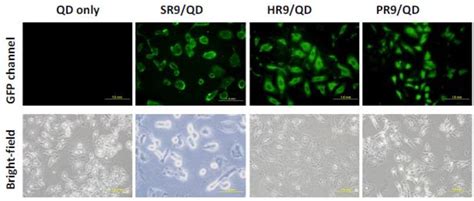 Figure From Effects Of Surface Charge And Particle Size Of Cell Penetrating Peptide