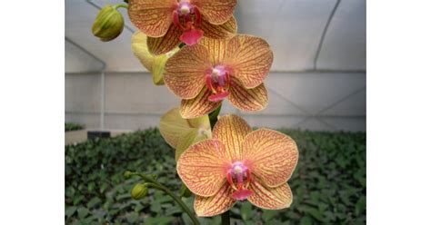 Орхидея Phal. KV Beauty 2,5 - купить, доставка Украина