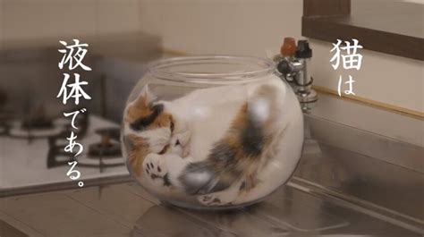 「猫は液体」という学説を実証！『通販生活』新テレビcmを1月8日日より放映開始｜株式会社カタログハウスのプレスリリース