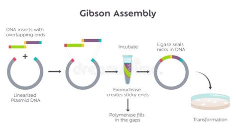 Gibson Assembly Stock Illustrations 2 Gibson Assembly Stock