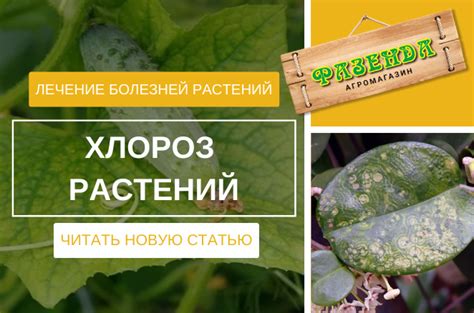 Причины и лечение хлороза у растений – Fazenda