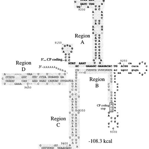 Secondary Structure Model For The Tev Genome Rna Sequence Encompassing