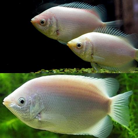 Live Fish Balloon Pink Kissing Gourami Aquarium Central