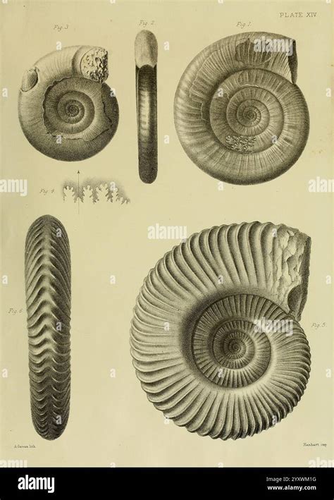 Various Detailed Depictions Of Ammonite Fossils Hi Res Stock