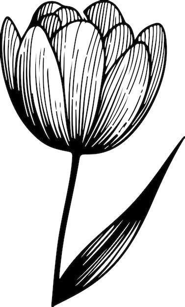 Premium Vector Black Outline Tulip Vector Illustration