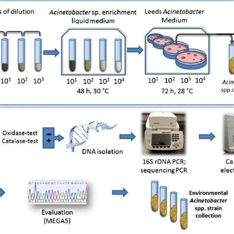 The Multistep Method For Selective Isolation And Identification Of Download Scientific Diagram