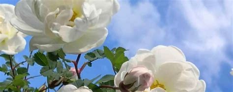 Masterenglish Английский из дома Онлайн уроки разговорного английского языка для начинающих и