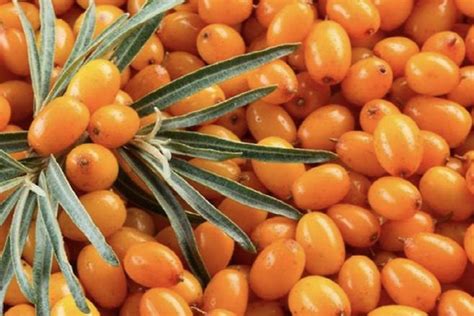 다이어트·면역력 강화에 특효라는 이 열매 주의점은