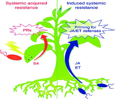 Simplified Schematic Representation Of The Sa Ja And Et Signaling