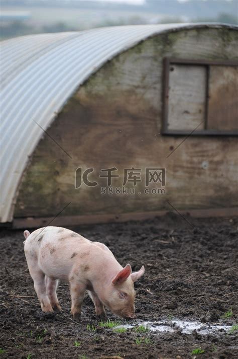 乡下的猪约克夏猪小狗高清摄影大图 千库网