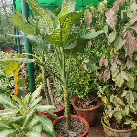 Diffen Pha Commercial Nursery Diffen Pha Commercial Nursery