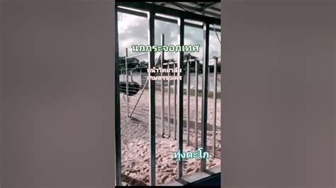 ฟาร์มนกกระจอกเทศ หน้าวิทยาลัยเกษตรชุมพร Youtube