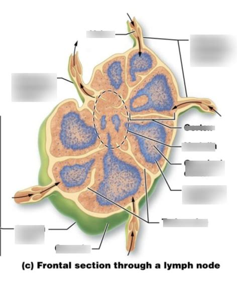 Lymph Node Structure Diagram Quizlet