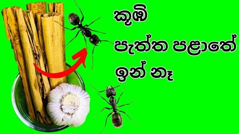 ගෙදර කූඹි කරදරේට සුපිරි විසදුම How To Get Rid Ants In House Youtube