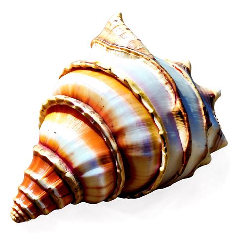 200 Conch Shell Png Images