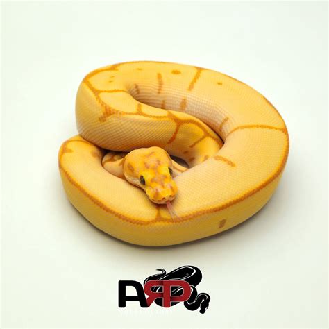 Venom Cypress F Arp Venom Cypress F Arp