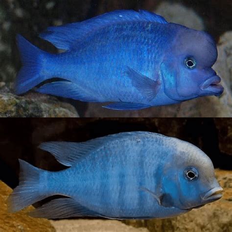 Blue Dolphin Cichlid Size