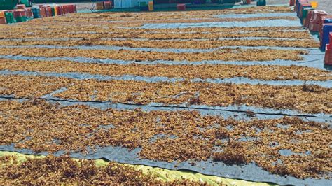 Bedana Season । बेदाणा निर्मिती हंगामाला महिनाभर अगोदरच सुरुवात