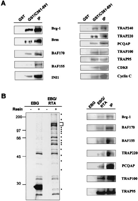 Interaction Between Rta And Cellular Transcription Cofactors A In