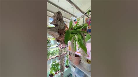 행잉식물 추천 좁은 공간에서도 키우기 쉬운 행잉플랜트 Youtube