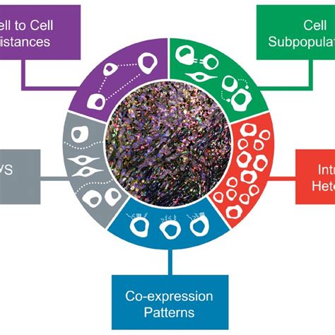 Hallmarks Of Multiplexed In Situ TIME Profiling Different Aspects Download Scientific Diagram