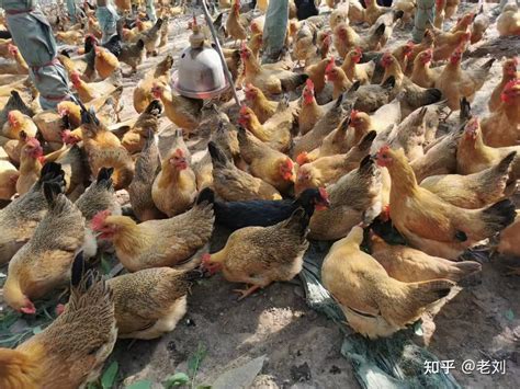 鸡吃什么饲料下蛋多 鸡趴窝不下蛋怎么办 母鸡下蛋少什么原因 鸡吃什么下蛋多 鸡不下蛋怎么办 知乎