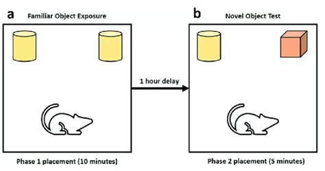Science 青睐有加！「新物体识别」实验知识汇总！ 知乎