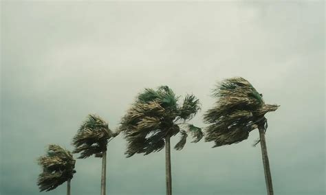 Guide To Hiring A Top Notch Hurricane Tree Service Provider