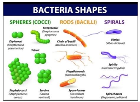 Microbio Exam 3 Flashcards Quizlet