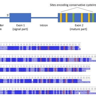 A Generalized Scheme Of NCR Gene Structure B Alignment Of The Top Download Scientific