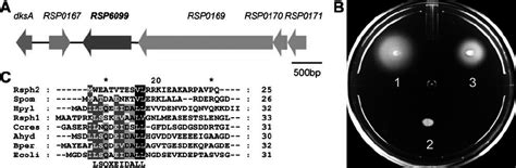 Genetic Context Functional Assay And Analysis Of The N Terminus Of Download Scientific
