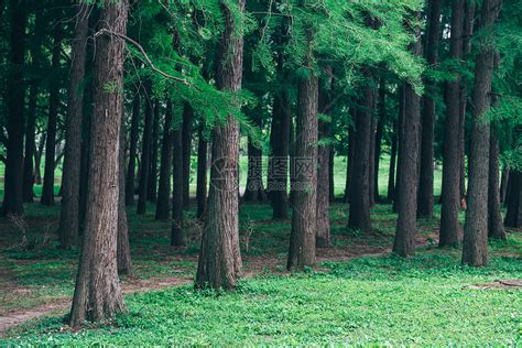 森林高清图片下载 正版图片501336485 摄图网