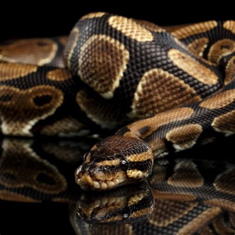 Python And The Internet Of Things Hack Chat Hackaday