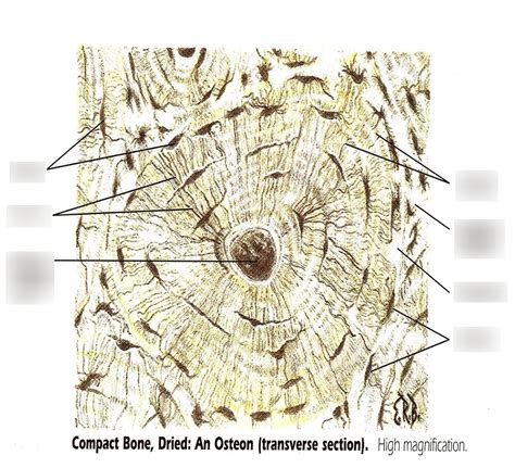 Bone Labeling Diagram Quizlet